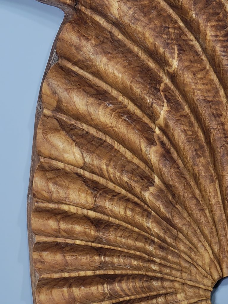 Curly Ash Shell - Andy DiPietro's Sculptures